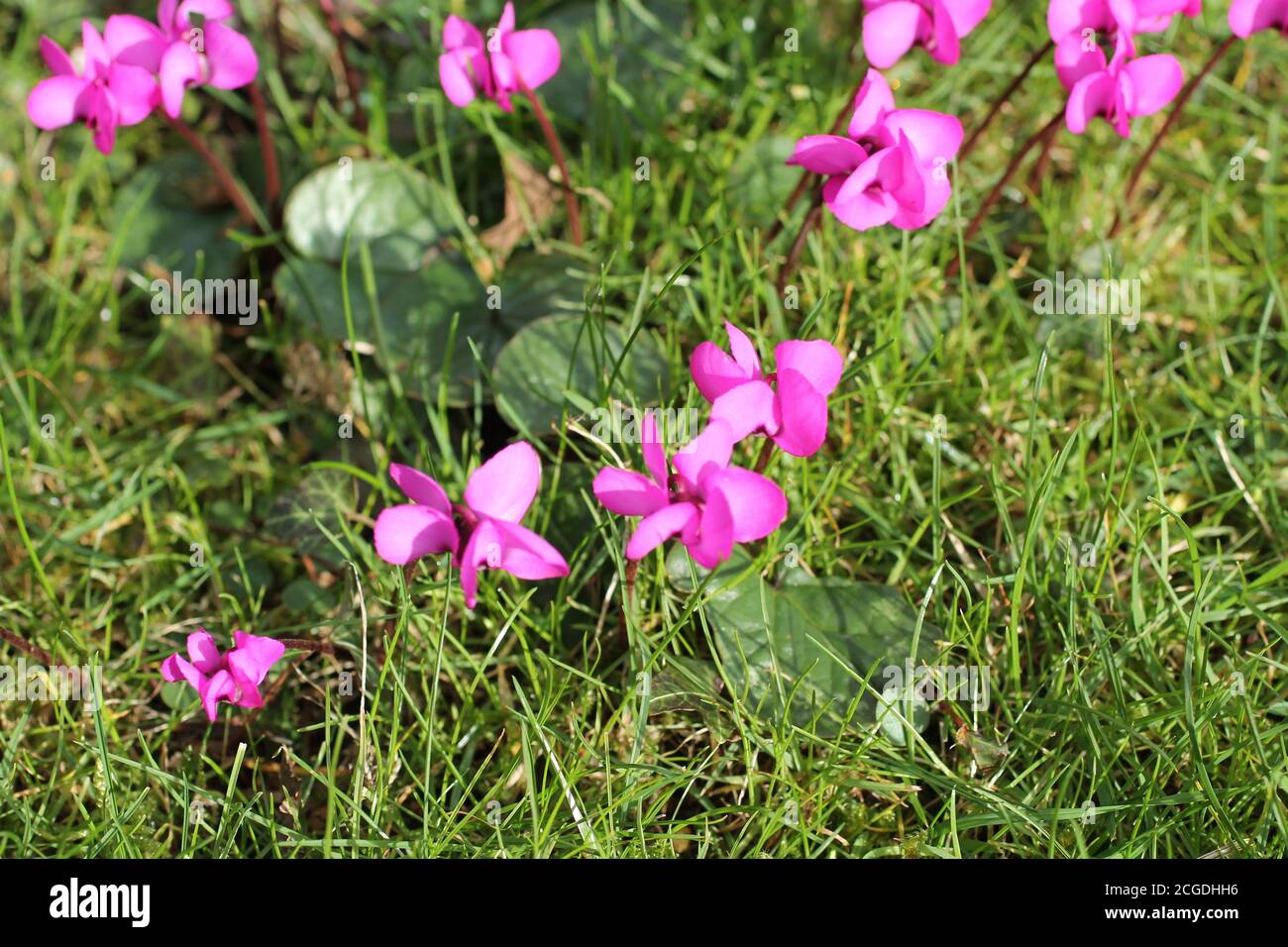 The Beautiful Flowers of the Cyclamen Coum Plant Stock Photo - Alamy