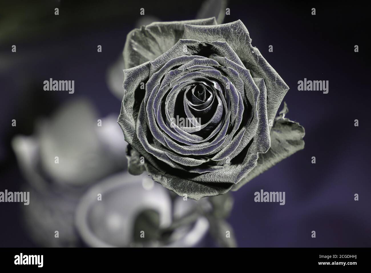 Rose in reflective ultraviolet photography Stock Photo - Alamy