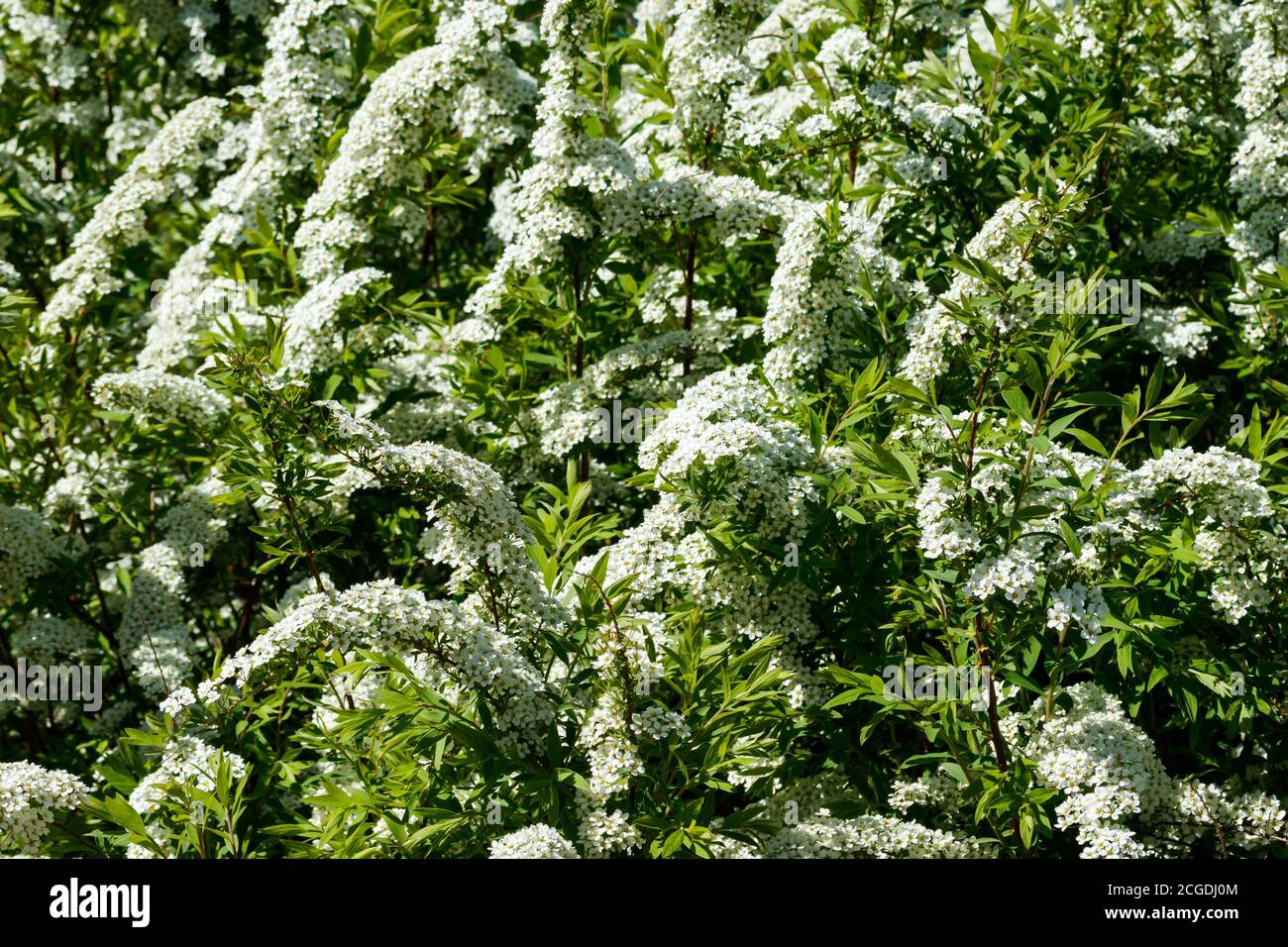Blooming bush of spirea. Spring time. Spirea blossom Stock Photo - Alamy