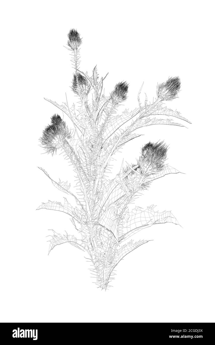 Sharp flower image Stock Vector Images - Alamy