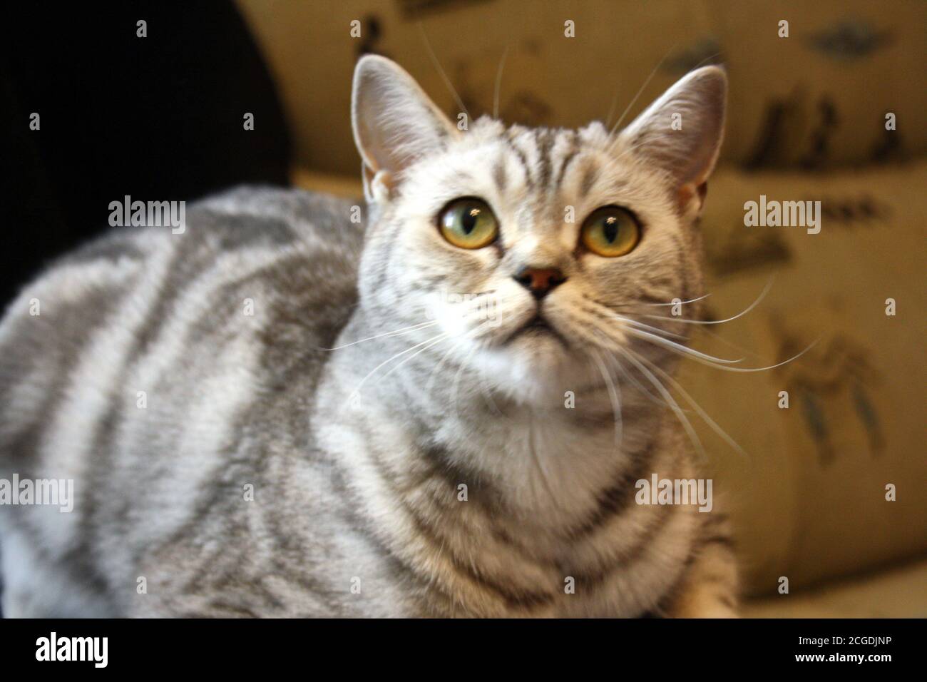 Scottish straight shorthair kitten hi-res stock photography and images ...