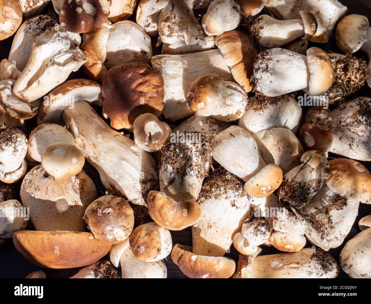 Porcini mushrooms texture background material Stock Photo - Alamy