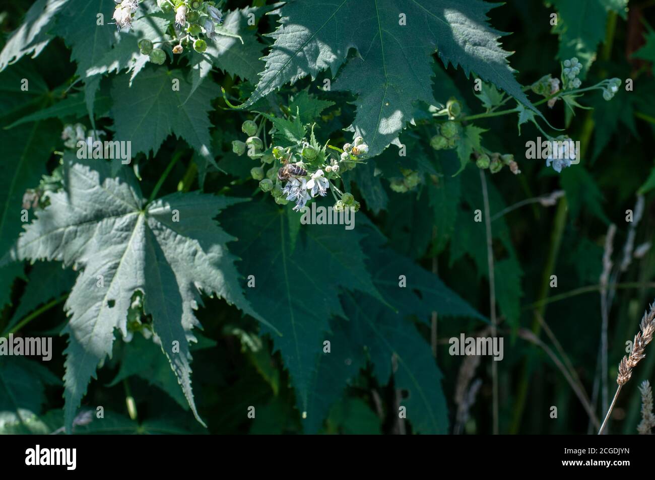 Virginia mallow sida hermaphrodita hi-res stock photography and images ...