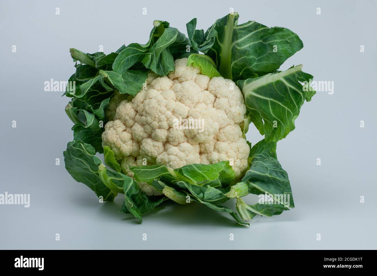 a single white cauliflower with green leaves, a vegetable of the ...