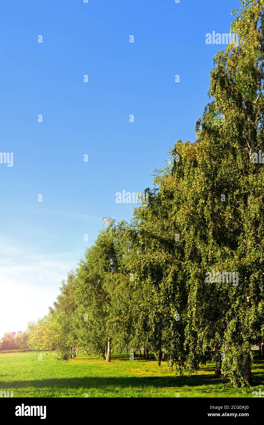 Birch trees in landscape park in golden autumn. Moscow, Russia Stock ...