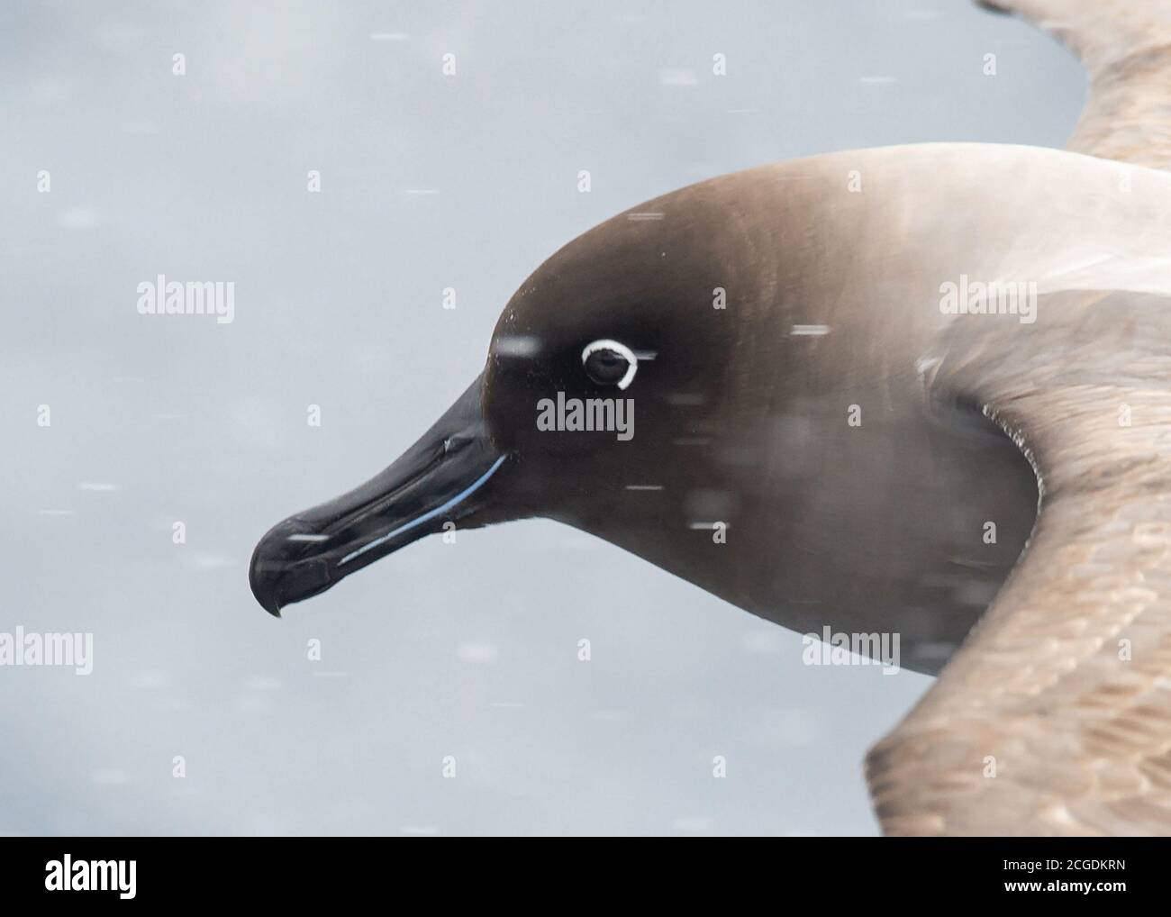 Albatros passage hi-res stock photography and images - Alamy