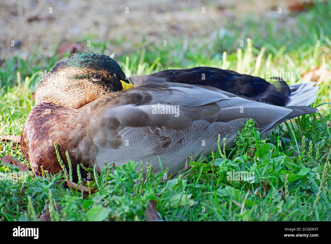 A young mallard drake takes a mid-day break Stock Photo - Alamy