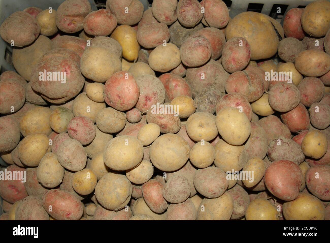 Wallpaper potato hi-res stock photography and images - Alamy
