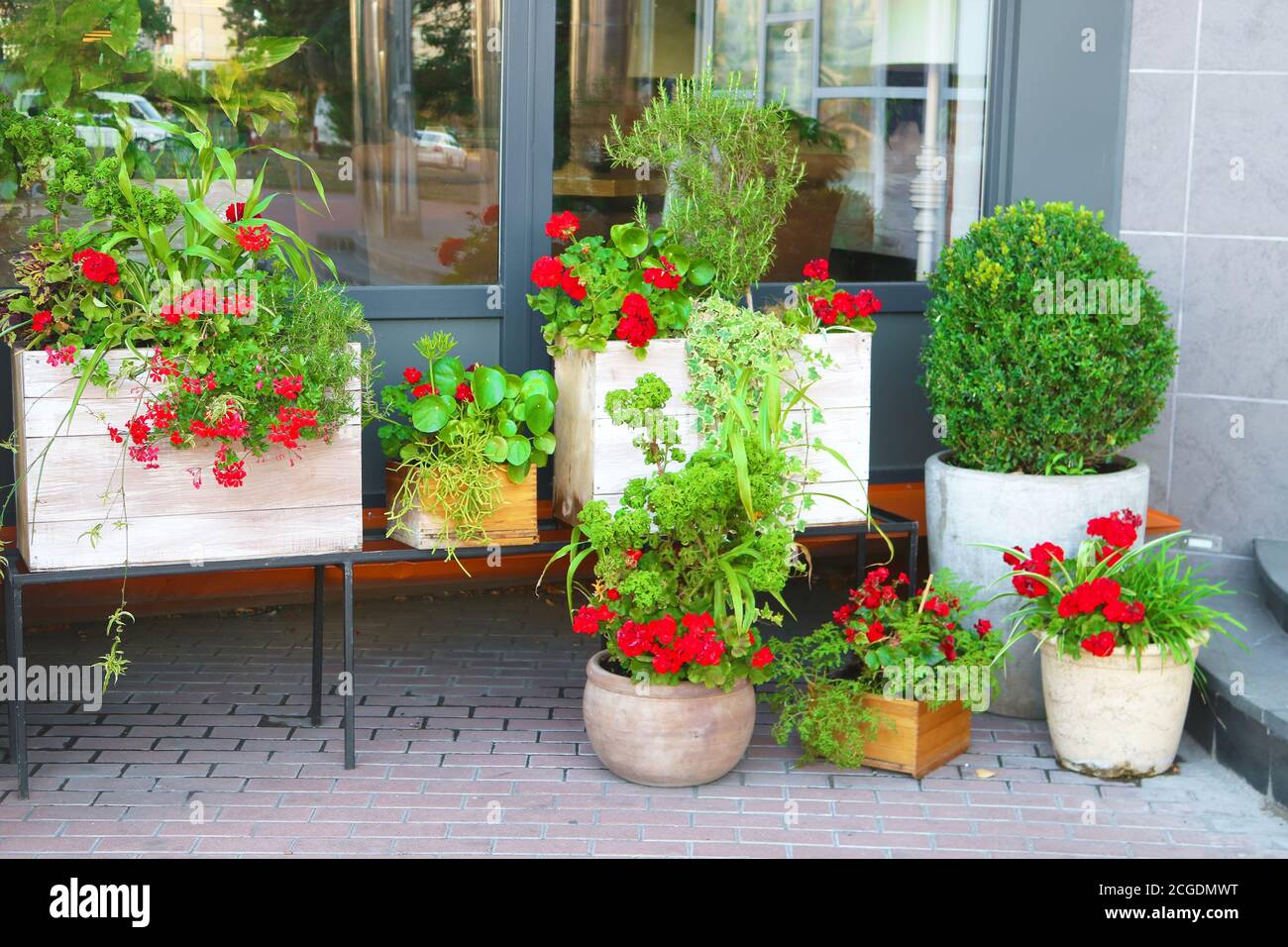 Red geranium in the pots near restaurant in Kyiv, Ukraine Stock Photo ...