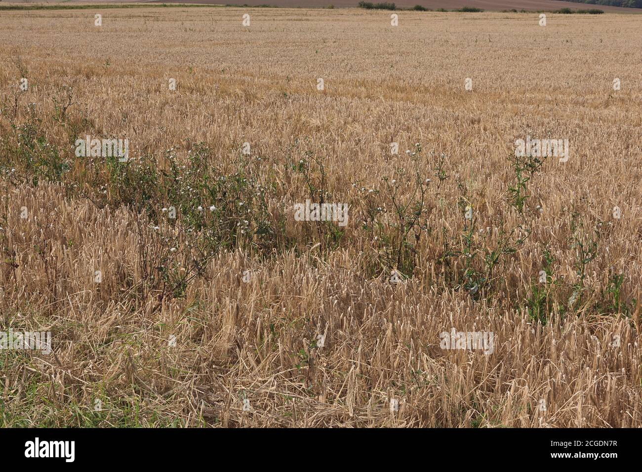 Poor barley crop laying in fields Stock Photo - Alamy