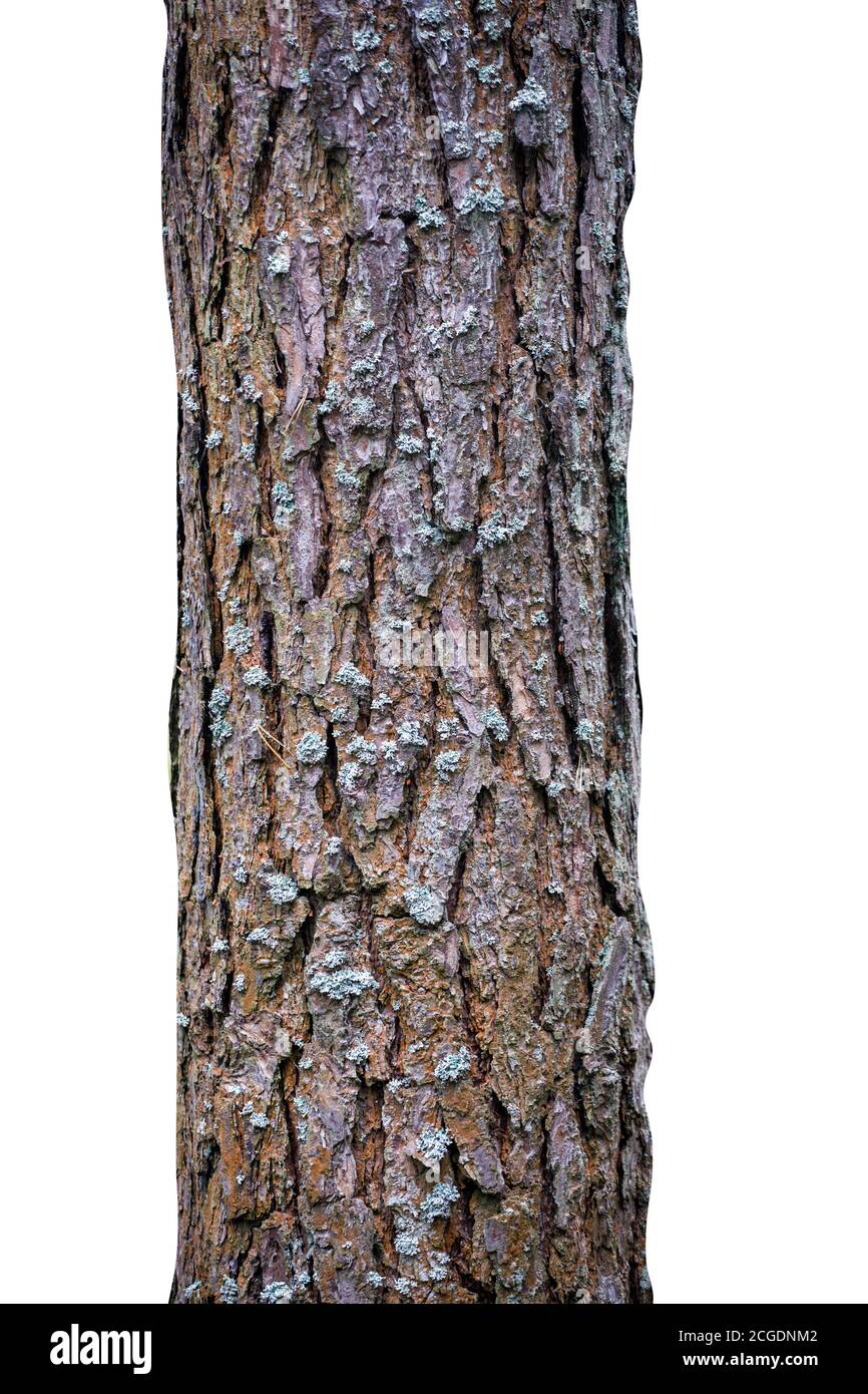 tree trunk isolated on white background Stock Photo - Alamy