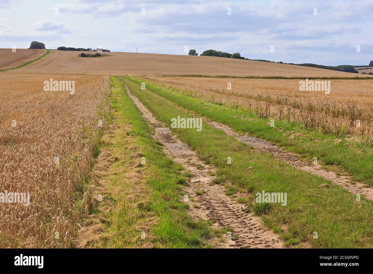 Poor barley crop laying in fields Stock Photo - Alamy