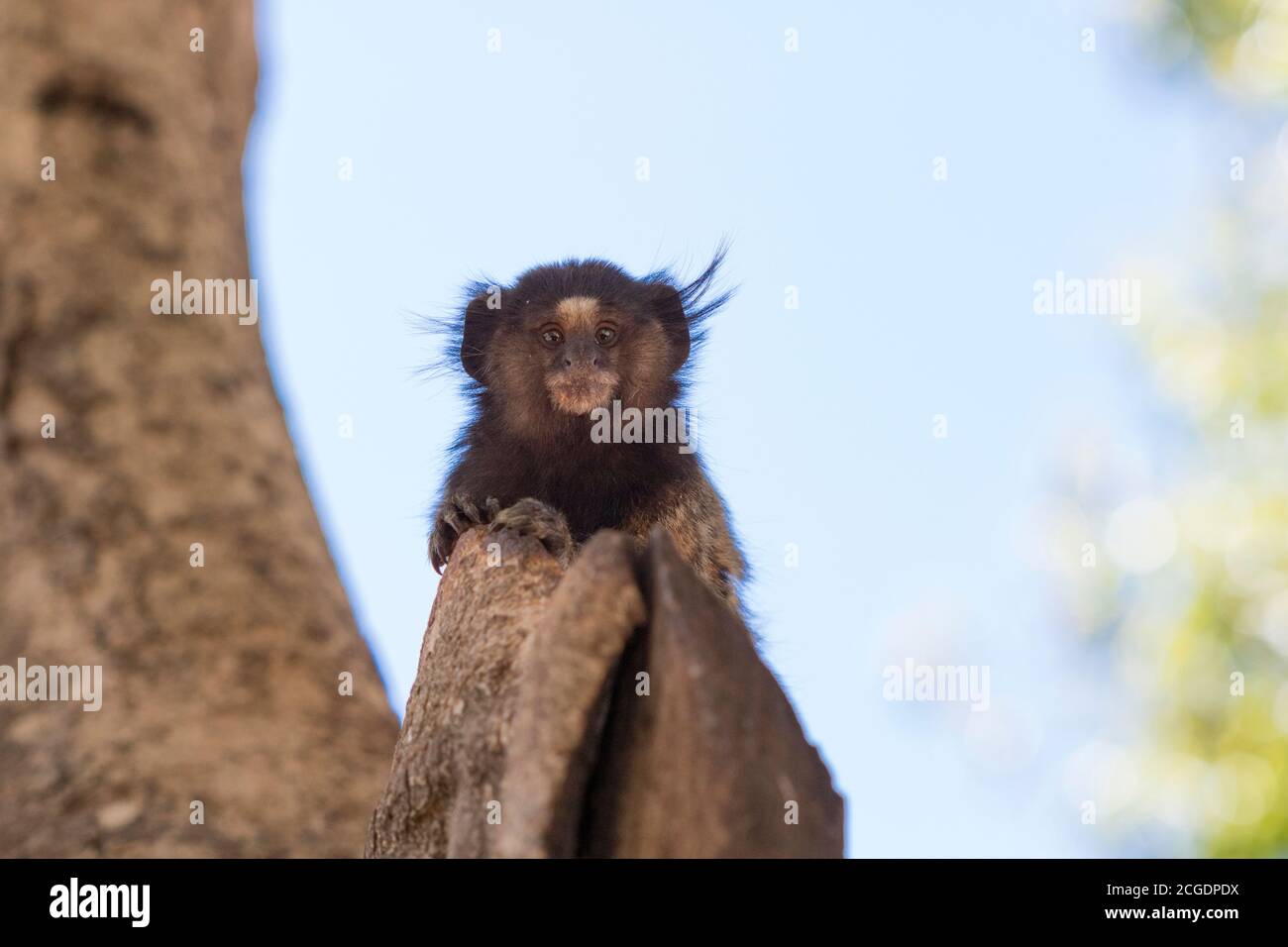 Callithrix - Very Common marmoset species in Brazil named "Sagui ...