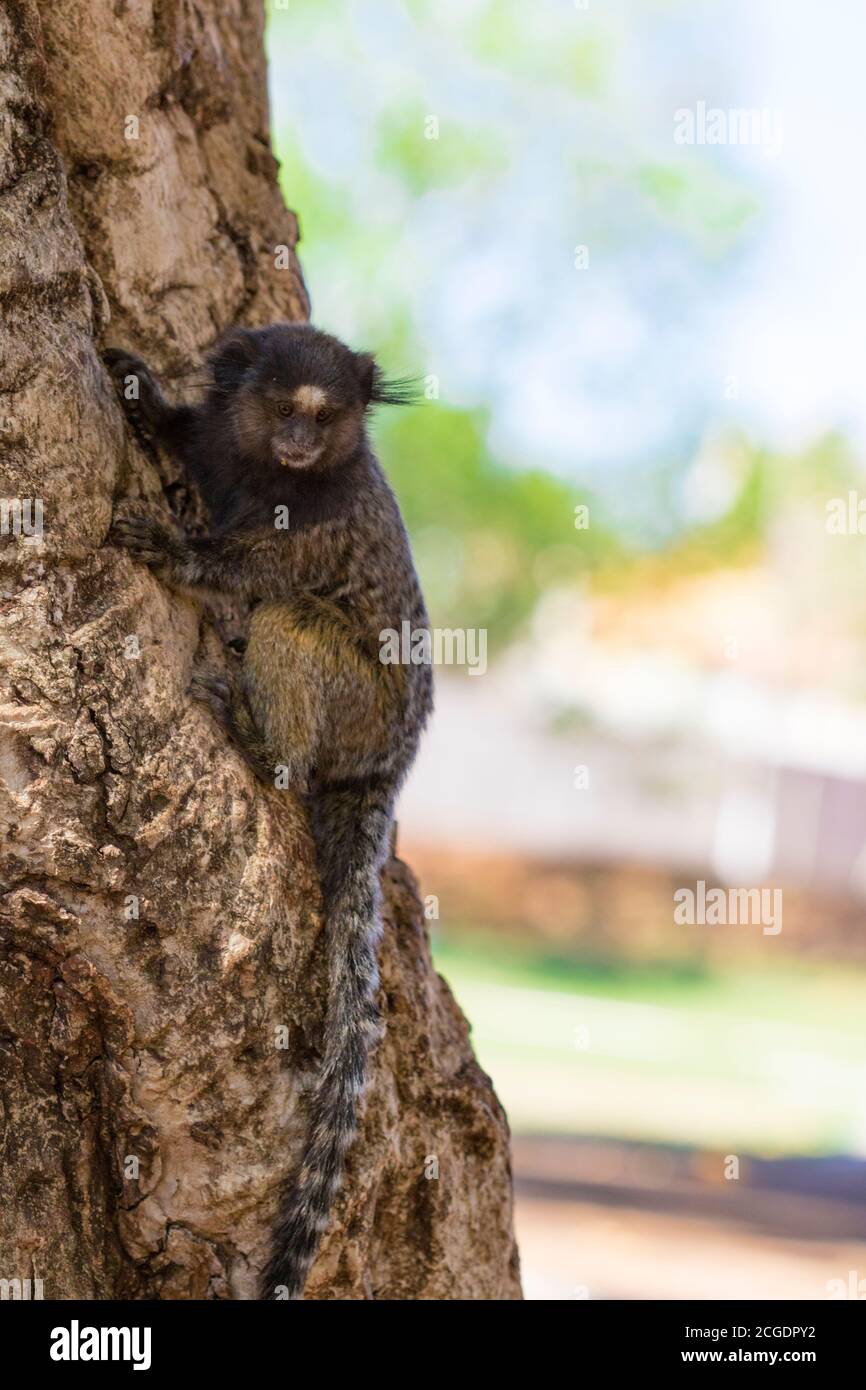 Atlantic rainforest biome hi-res stock photography and images - Alamy