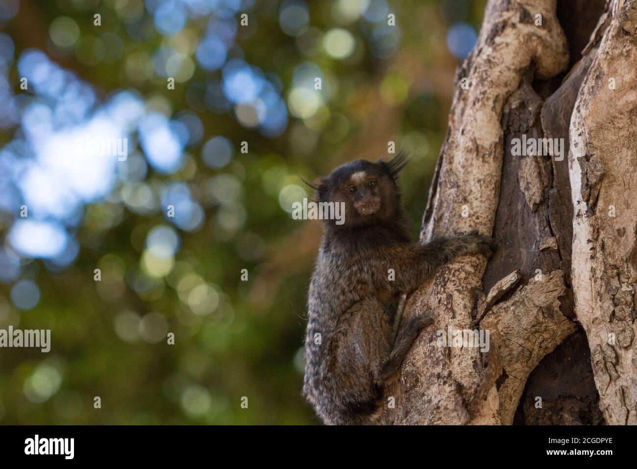 Callithrix - Very Common marmoset species in Brazil named "Sagui ...