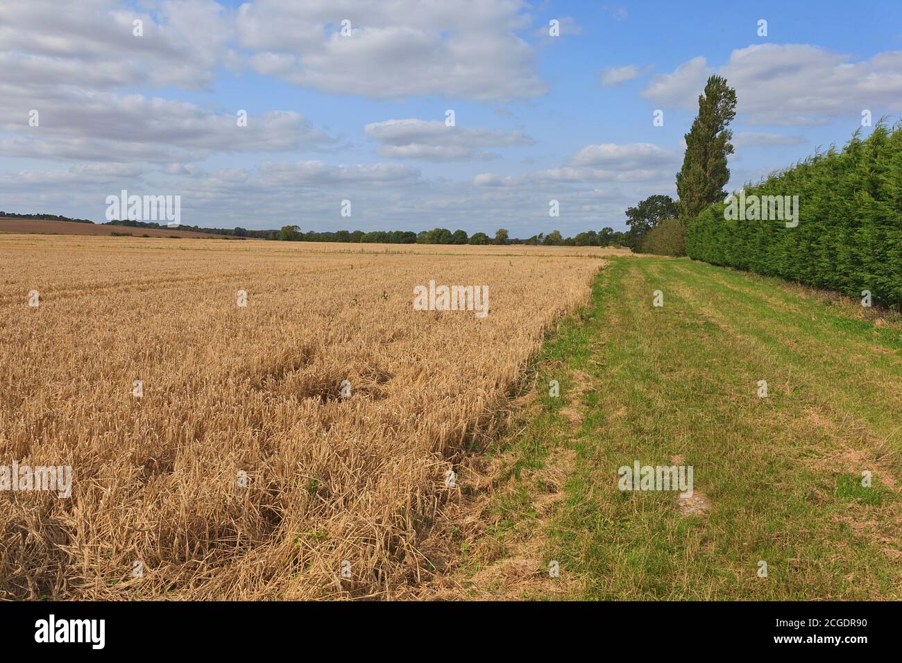 Poor barley crop laying in field Stock Photo - Alamy