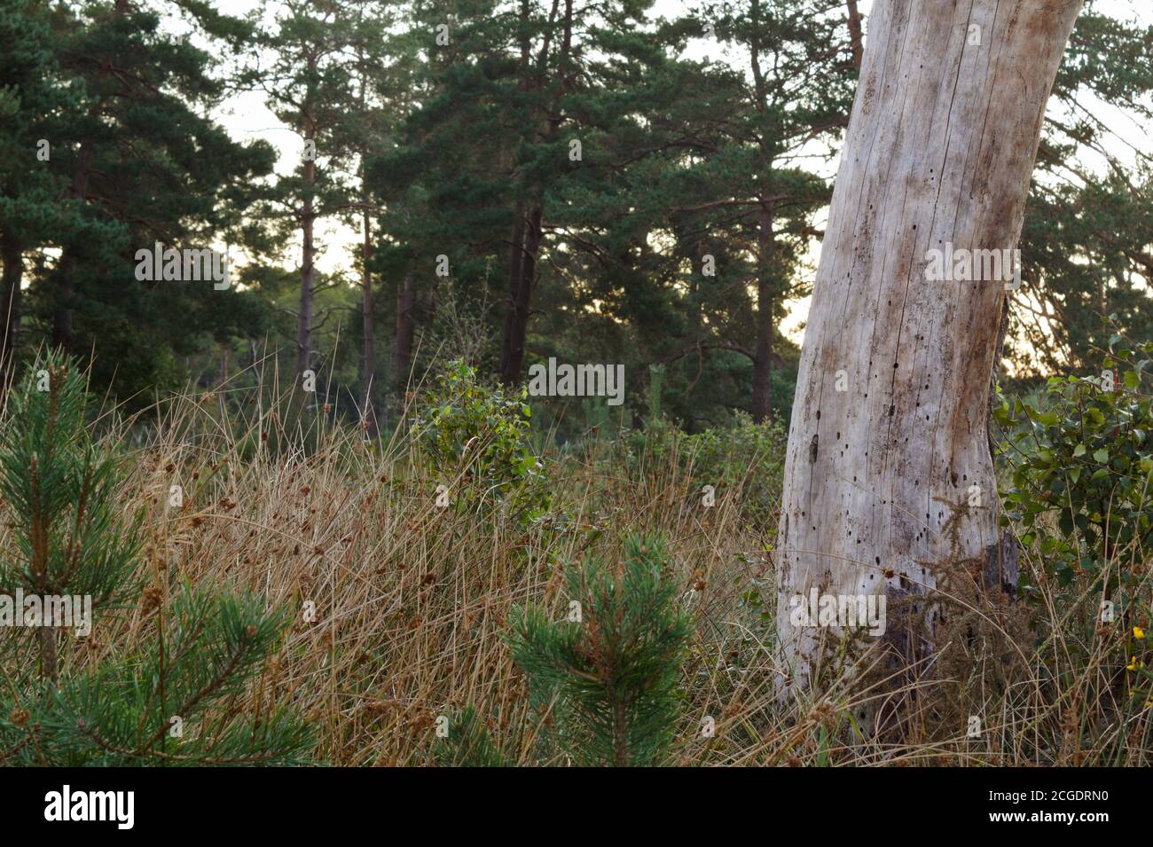 Ethiopia tree plant hi-res stock photography and images - Alamy