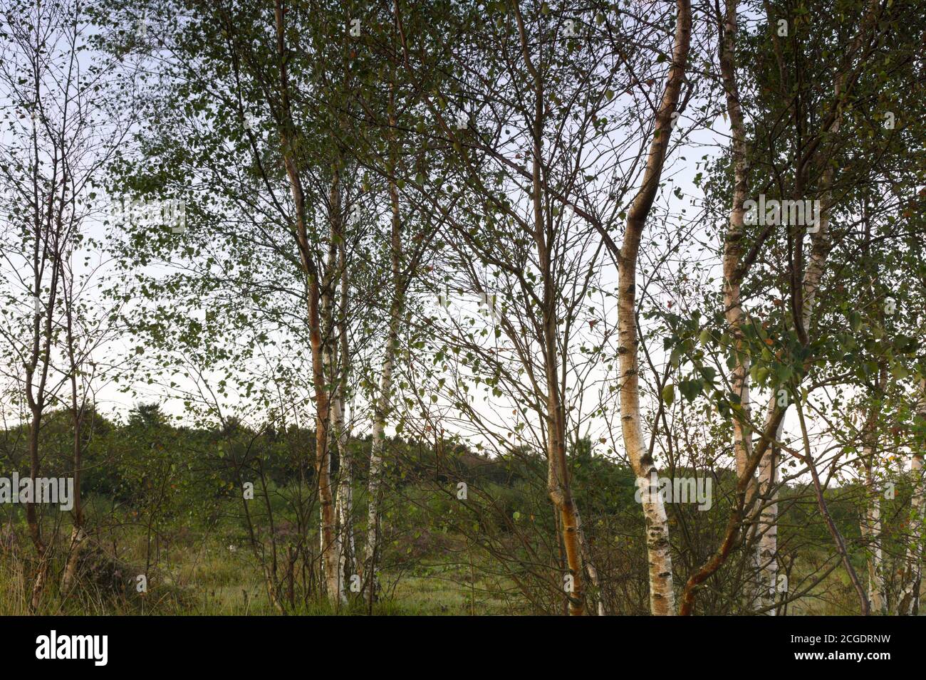 trees in the woods Stock Photo - Alamy