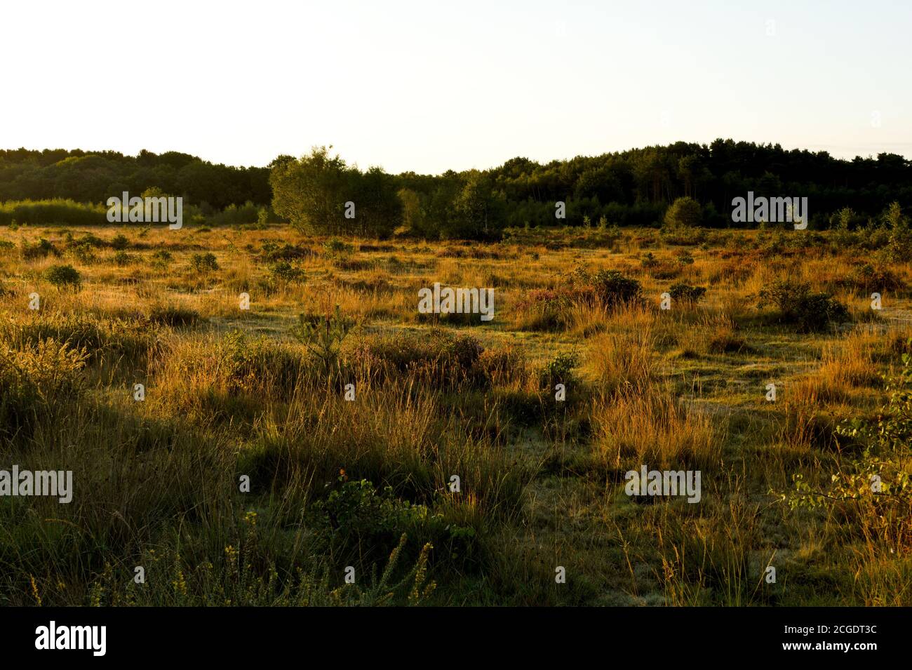 Honey heath hi-res stock photography and images - Alamy