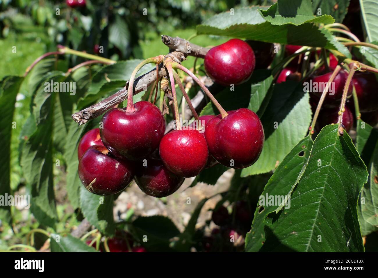 A bunch of juicy, wild and dark cherries hanging from the tree Stock ...