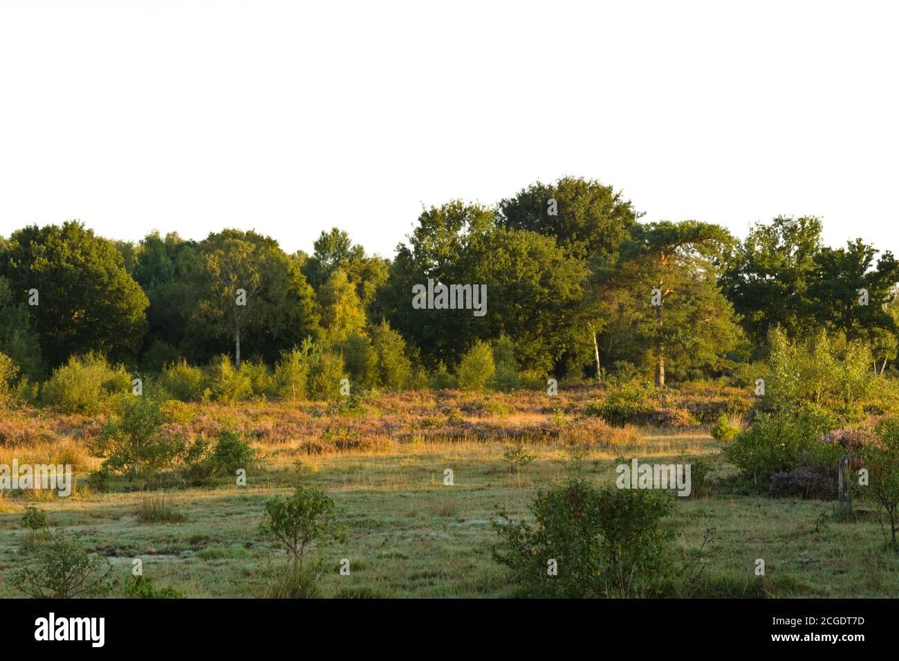 stoke common Buckingham at sunrise Stock Photo - Alamy