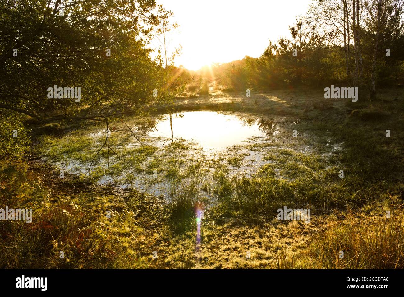 Beautiful summer morning over pond hi-res stock photography and images ...