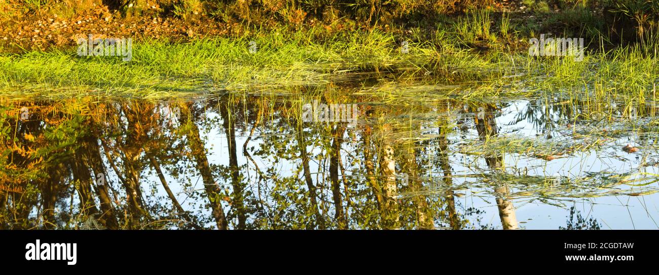 reflection of trees in a pond Stock Photo - Alamy