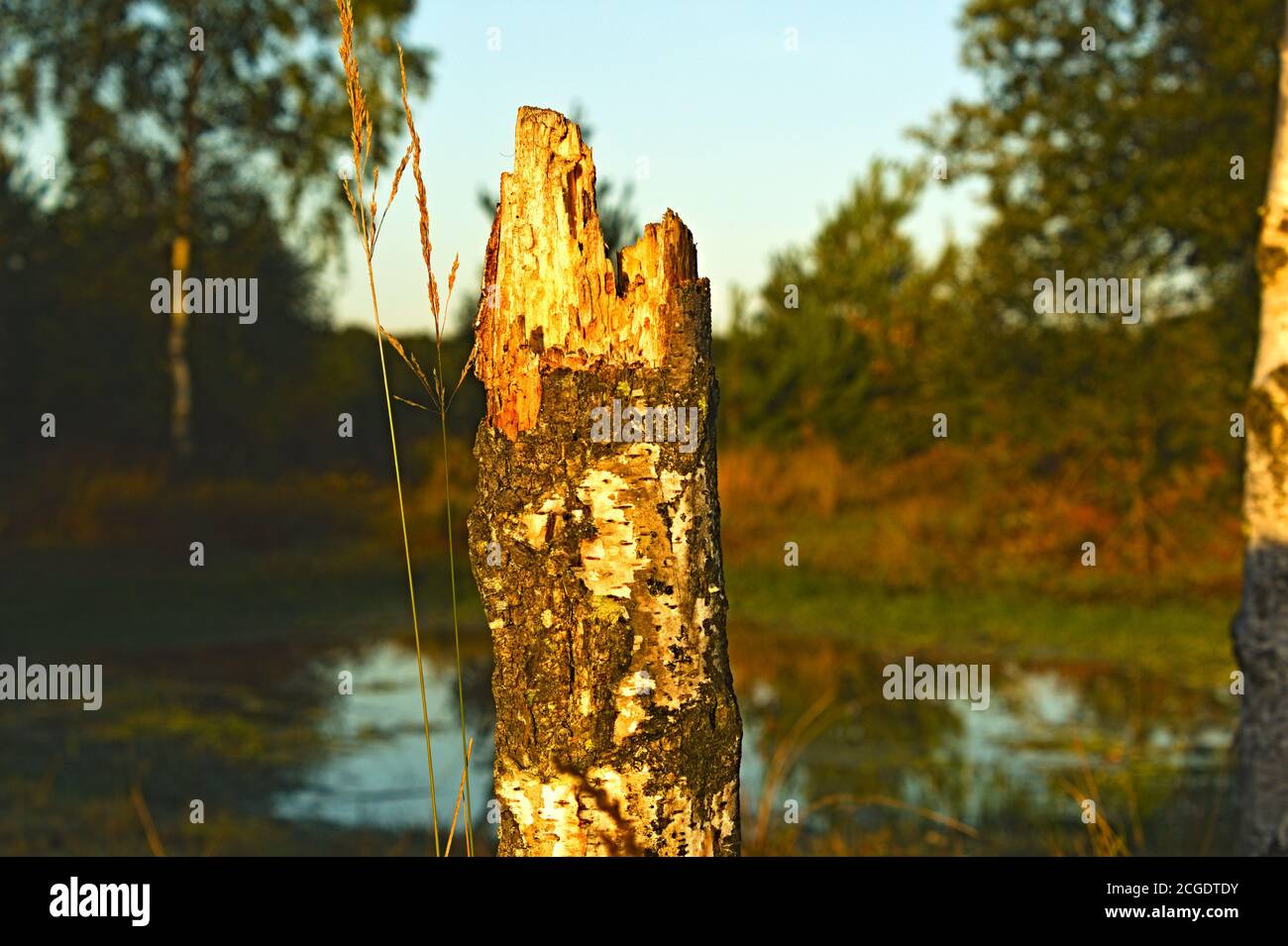 broken tree stump in front of a pond Stock Photo - Alamy