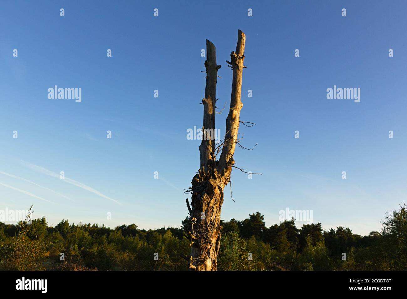 Pollarded silver birch tree Stock Photo - Alamy