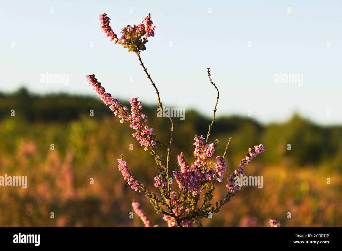 Heather bunch hi-res stock photography and images - Alamy