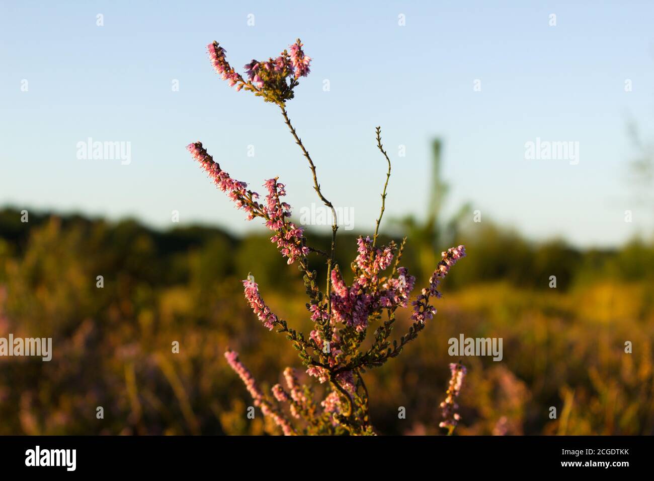 Common Ling Calluna vulgaris heather Stock Photo - Alamy