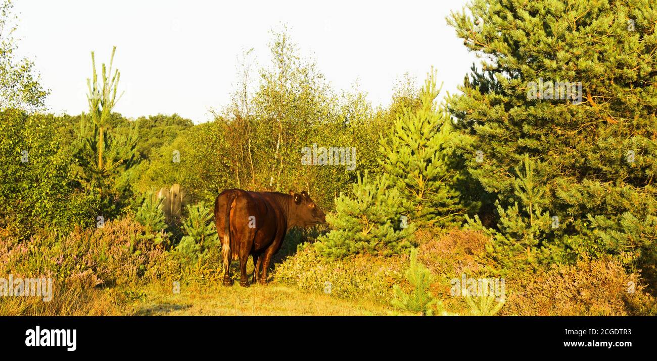 Side of beef hi-res stock photography and images - Alamy