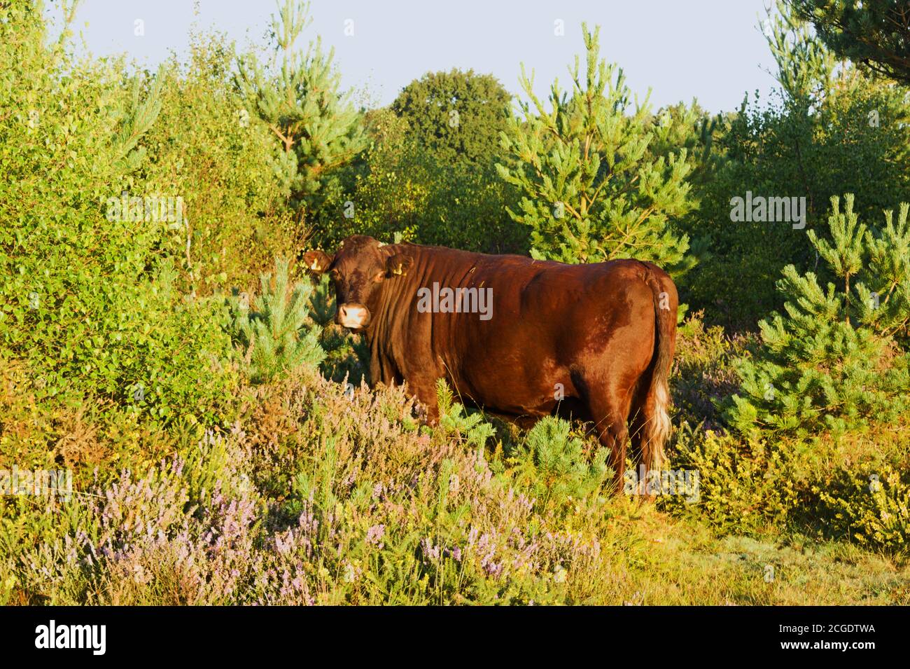 Cow looking straight at you hi-res stock photography and images - Alamy