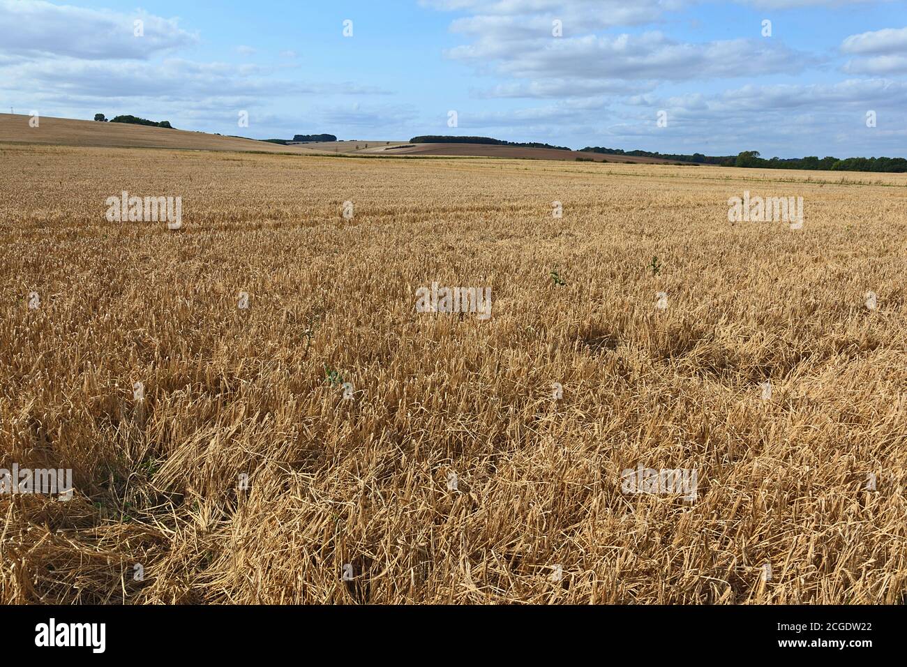 Low crop yield barley hi-res stock photography and images - Alamy