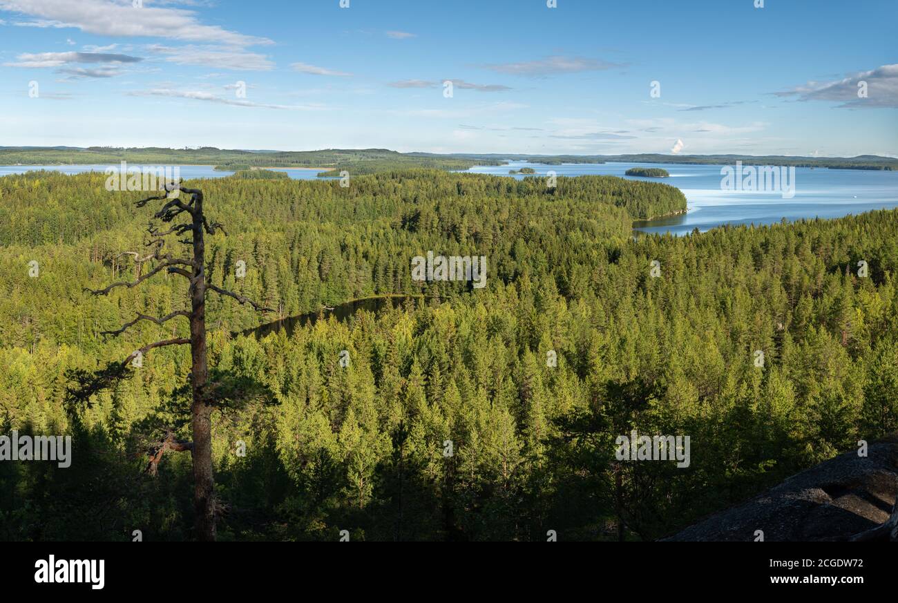 A high perspective panorama image of a dead tree, lakes and forest ...