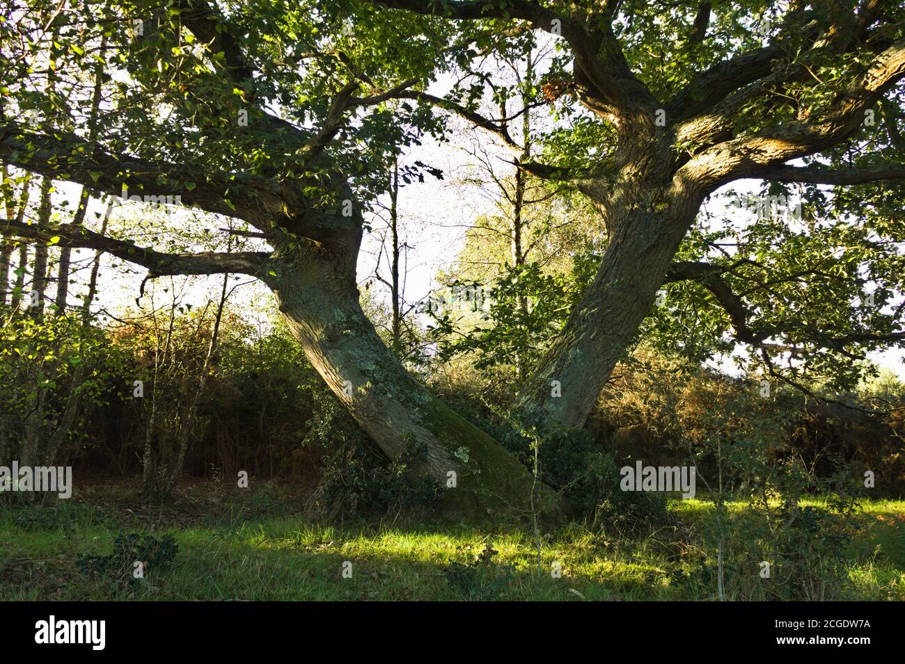 huge two limb oak tree Stock Photo - Alamy