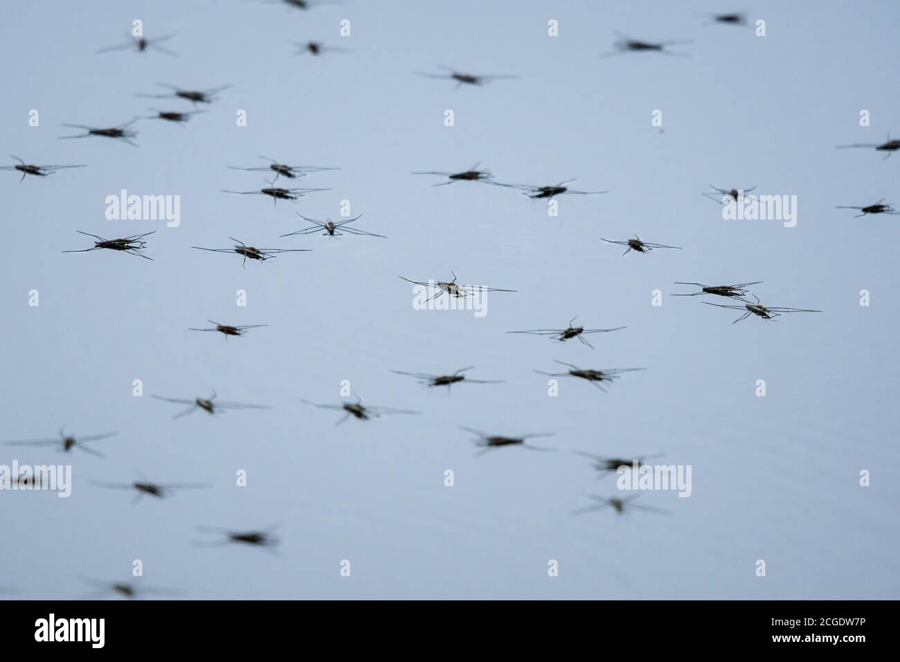 Multiple Water Striders floating on water Stock Photo - Alamy