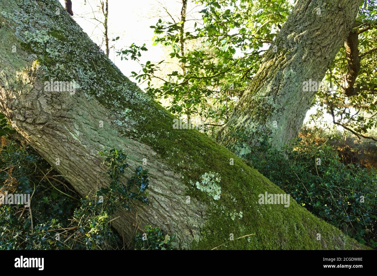two crossing tree trunks Stock Photo - Alamy