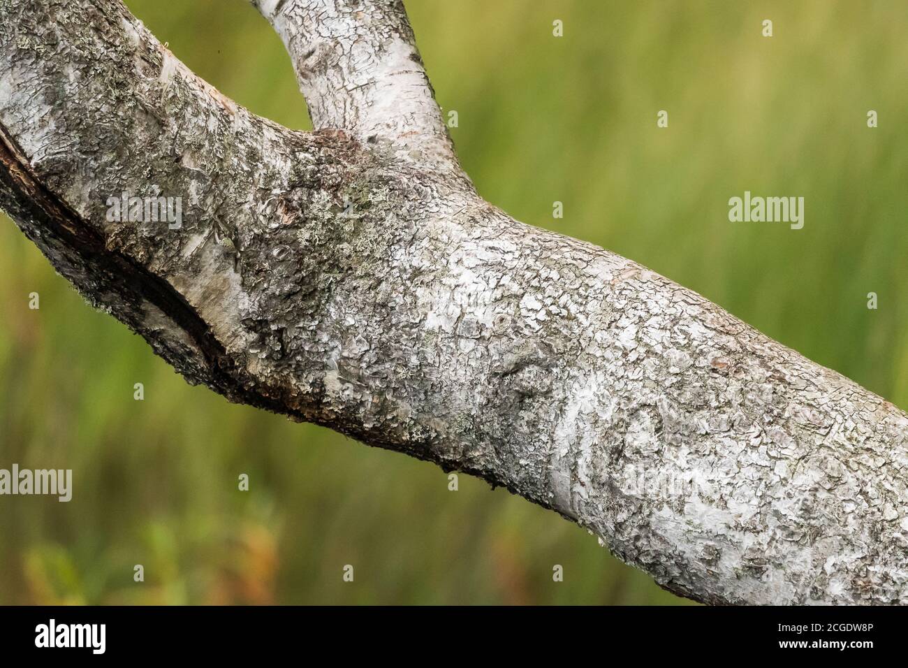 Tree dim hi-res stock photography and images - Alamy