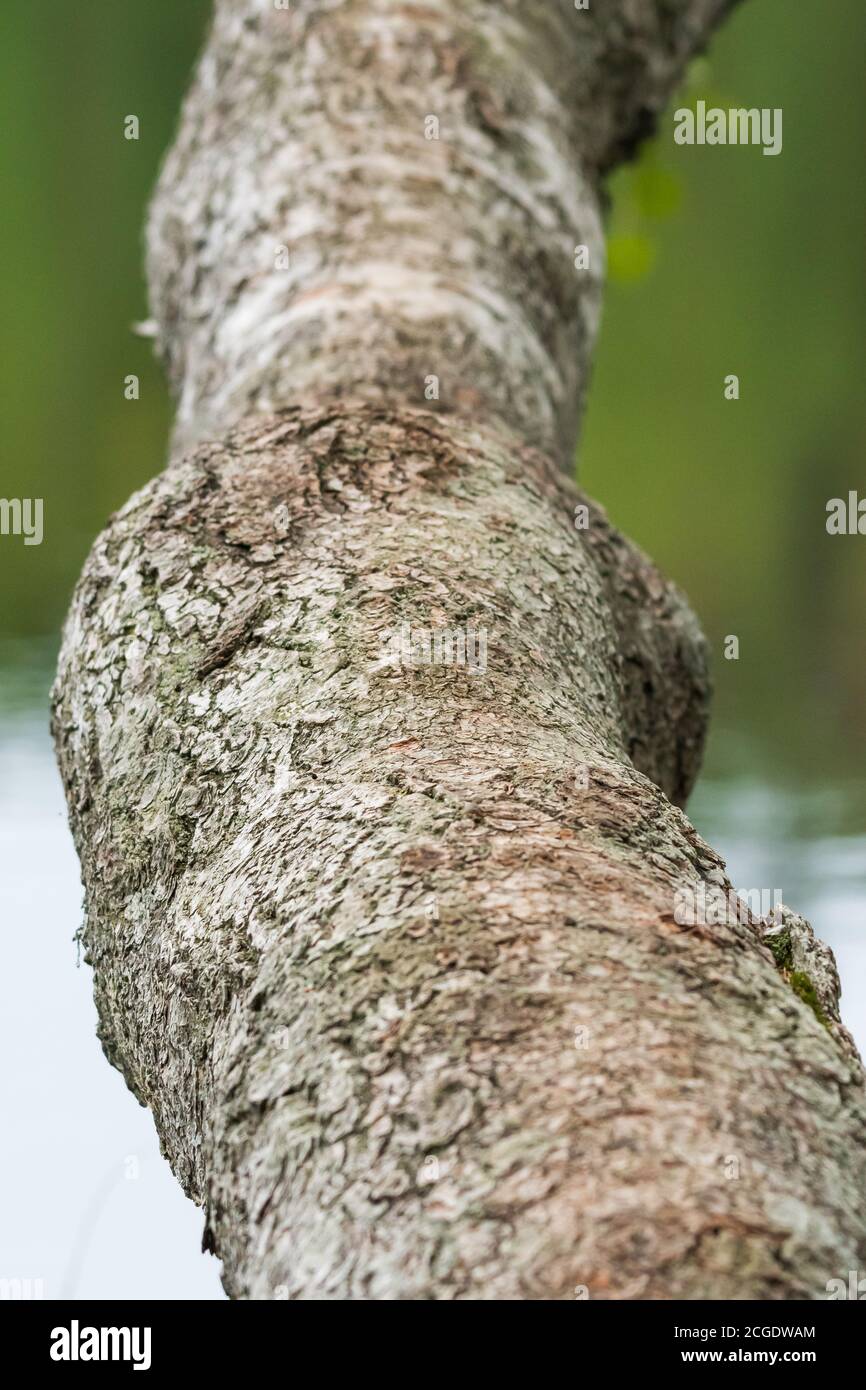 Trunk lit hi-res stock photography and images - Alamy