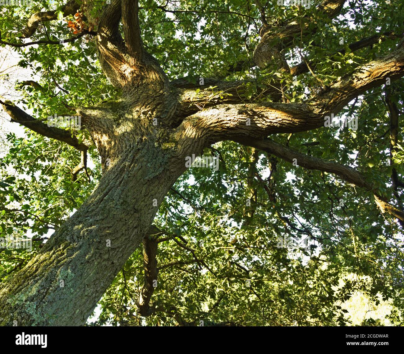 oak tree trunk and branches Stock Photo - Alamy