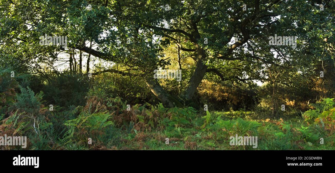 old oak tree at Stoke Common Stock Photo - Alamy