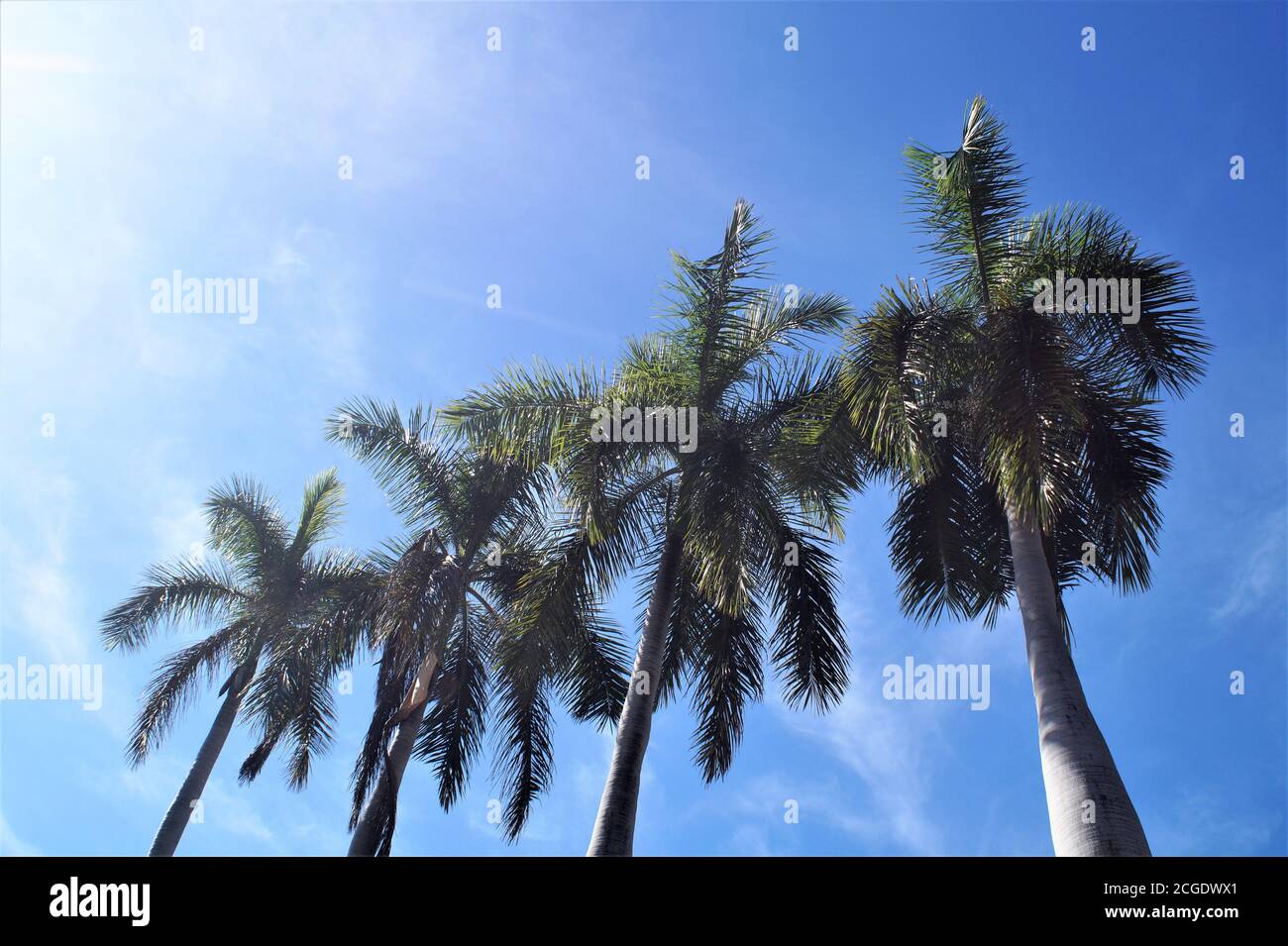 Real palm hi-res stock photography and images - Alamy