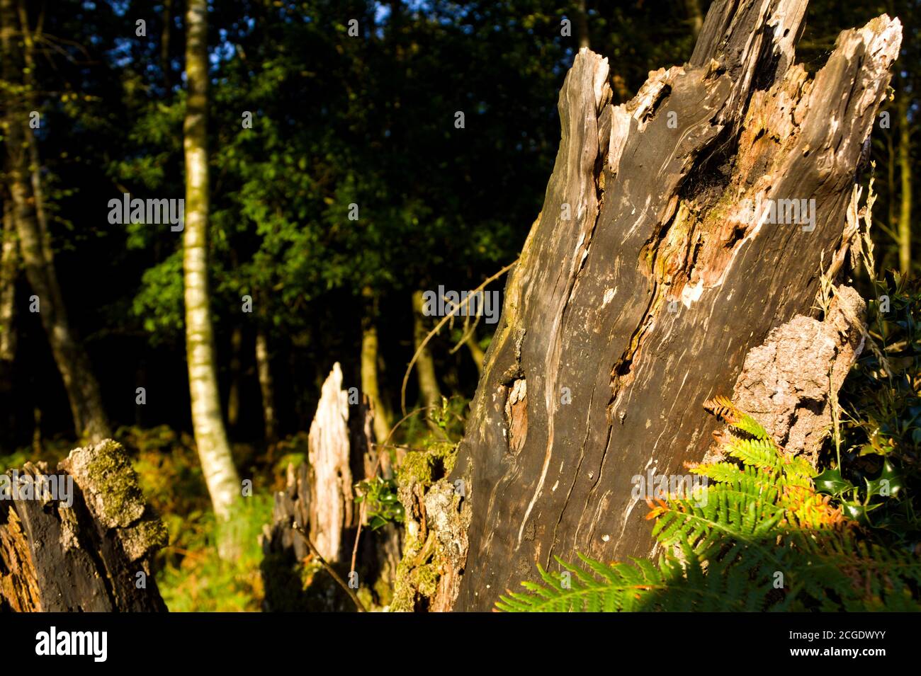 Rotting log texture hi-res stock photography and images - Alamy