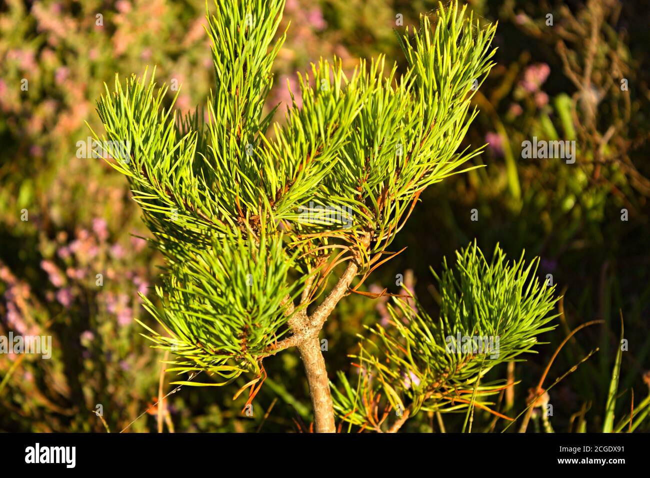 close up of pine needles Stock Photo - Alamy