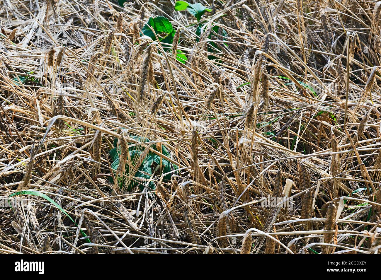 Poor crop hi-res stock photography and images - Alamy
