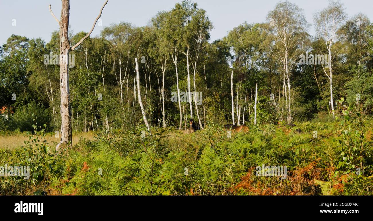Silver birch forest hi-res stock photography and images - Alamy