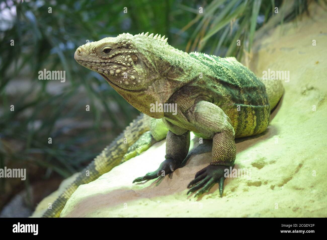 Big Green Lizard Stock Photo - Alamy