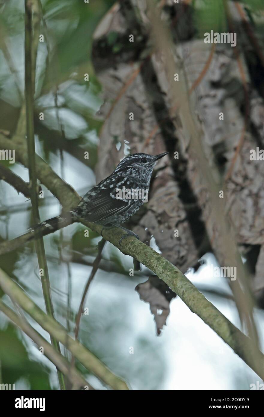 Antbird hi-res stock photography and images - Alamy