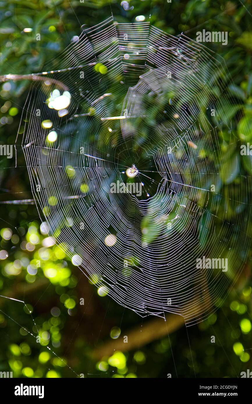 large spider web; sparkling, delicate, trap, insect caught, close-up ...